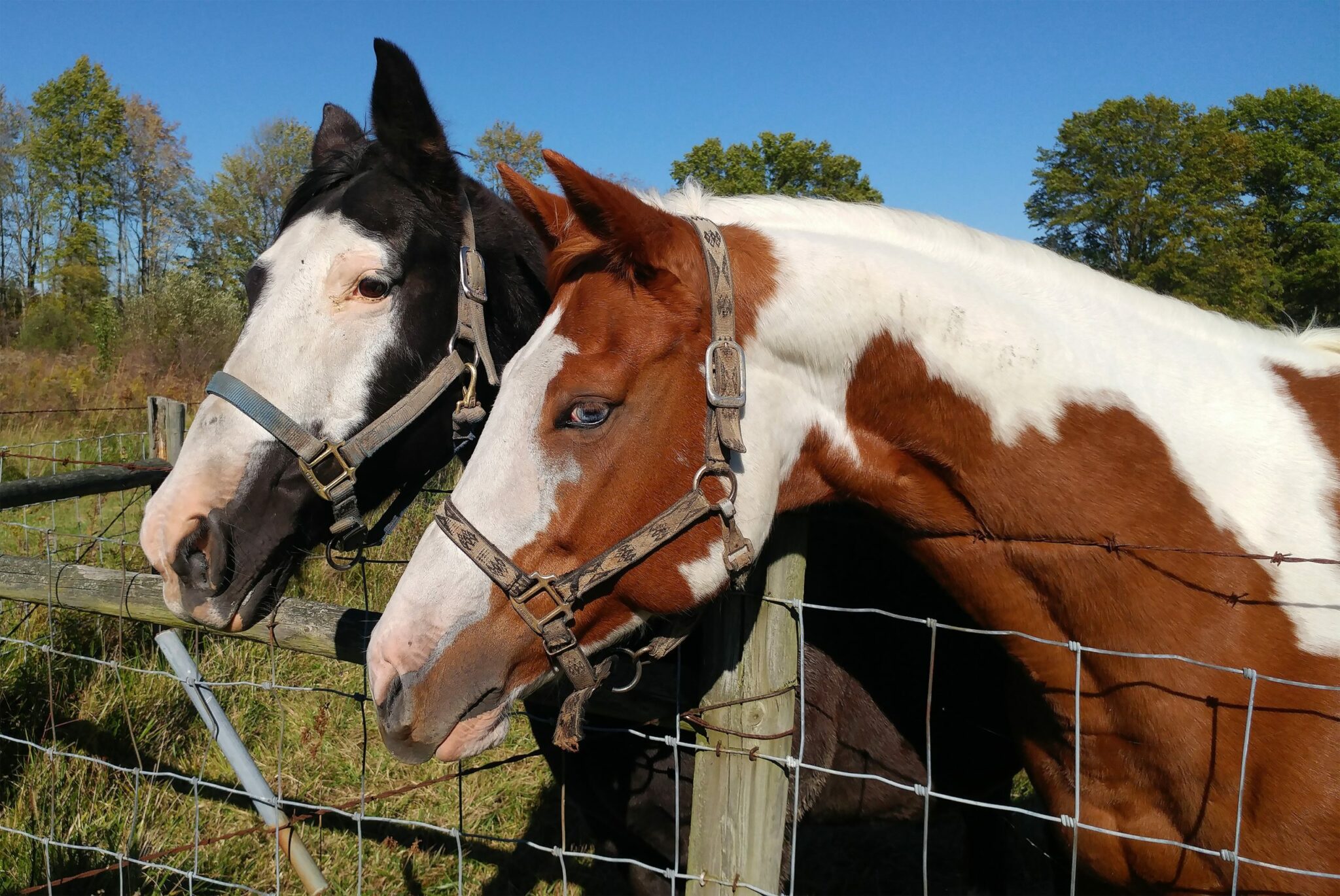 Le Paint Horse, le cheval peint - FRANCE WESTERN
