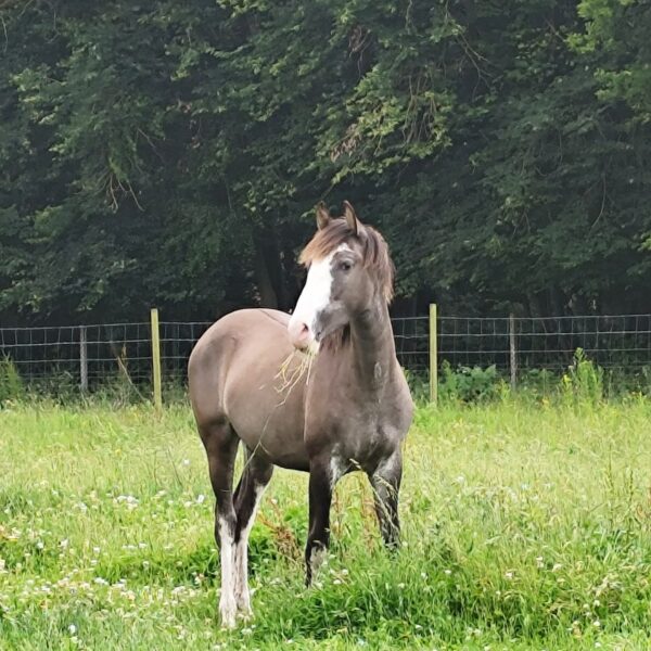Le Spanish Mustang - FRANCE WESTERN